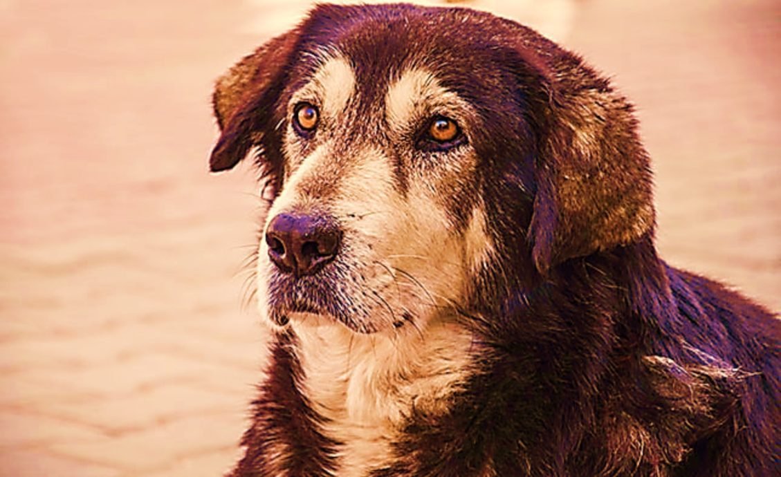 Old Sultan Ilearnlot